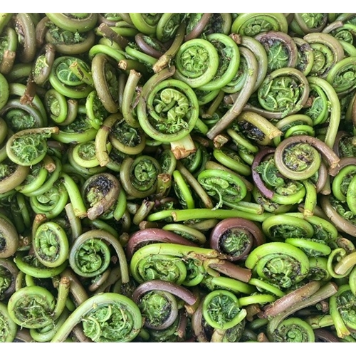 Fresh Fiddleheads are in season now