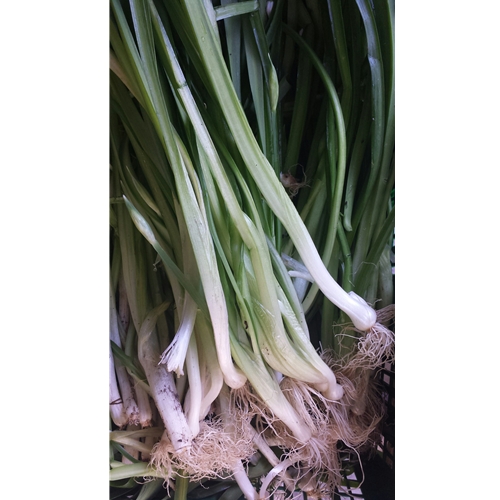 Fresh Spring Onions