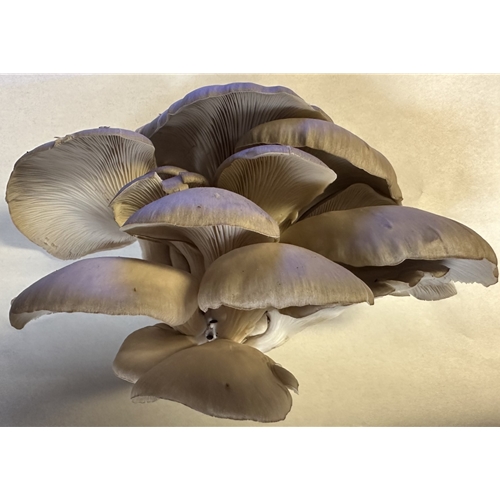 Fresh Oyster Mushrooms